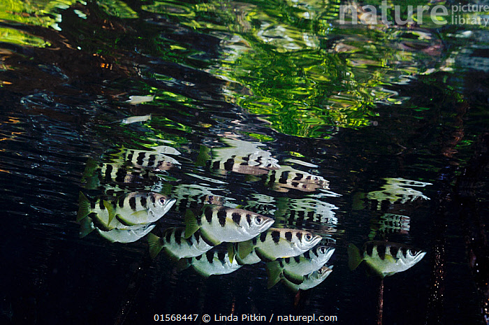 Stock photo of Archer Fish (Toxotes jaculatrix) in mangroves ...