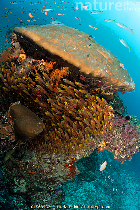 Stock photo of School of Golden/ Pygmy Sweepers (Parapriacanthus ...