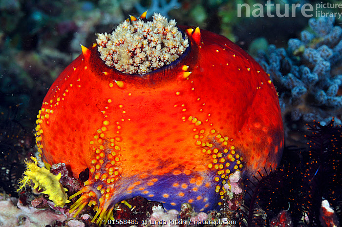 Stock photo of Sea cucumber / Sea apple (Pseudocolochirus violaceus ...
