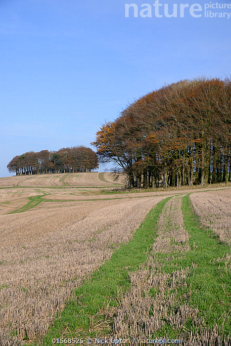 Stock photo of Clumps of beech trees (Fagus sylvatica) and harvested ...