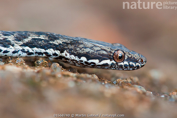 Stock photo of Seychelles wolf snake (Lycognathophis seychellensis ...