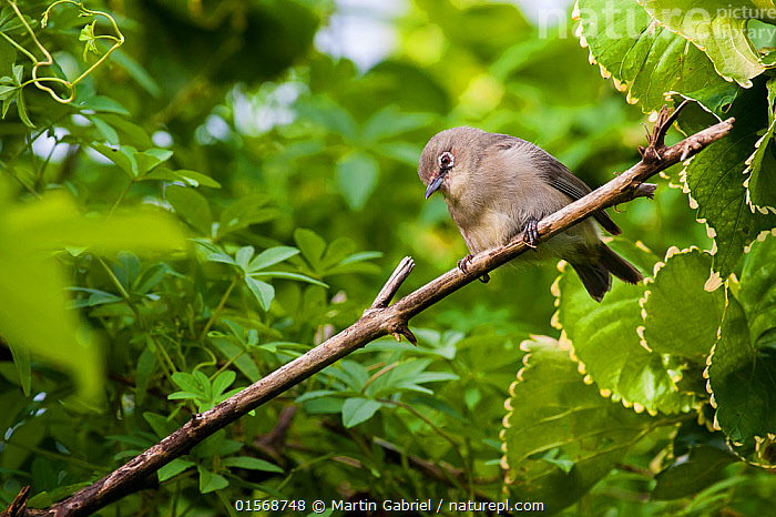 Stock photo of Seychelles grey white-eye (Zosterops modestus), Mahe ...