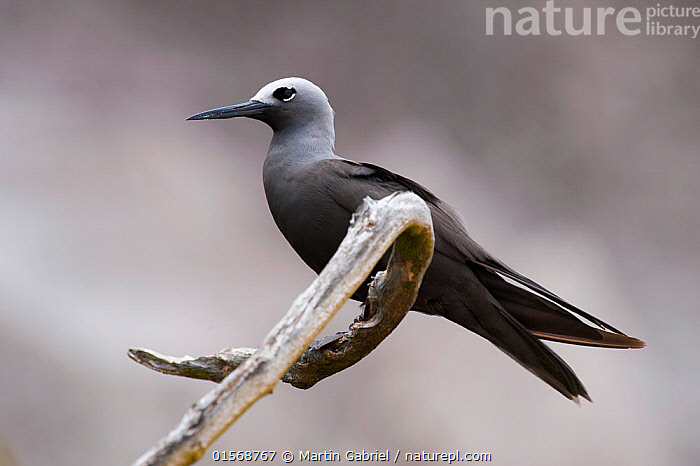 Stock photo of Lesser noddy (Anous tenuirostris), Aride Island ...