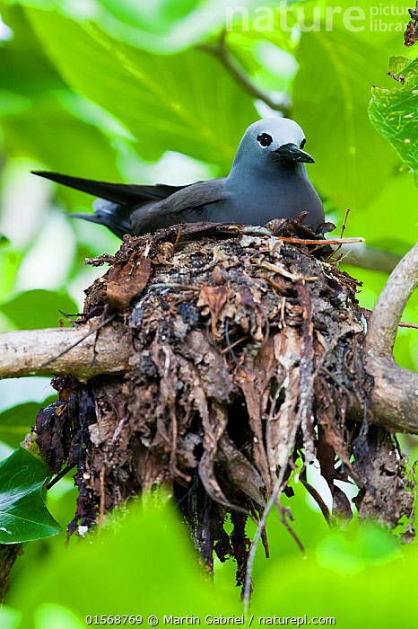 Stock photo of Lesser Noddy (Anous tenuirostris) incubating chick on ...