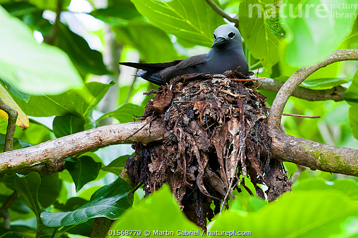 Stock photo of Lesser Noddy (Anous tenuirostris) incubating chick on ...