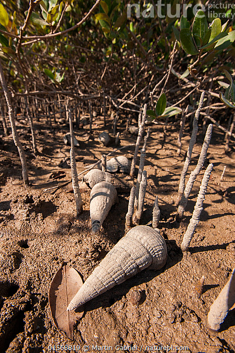 Stock photo of Mangrove snails (Terebralia palustris) at low tide lying ...