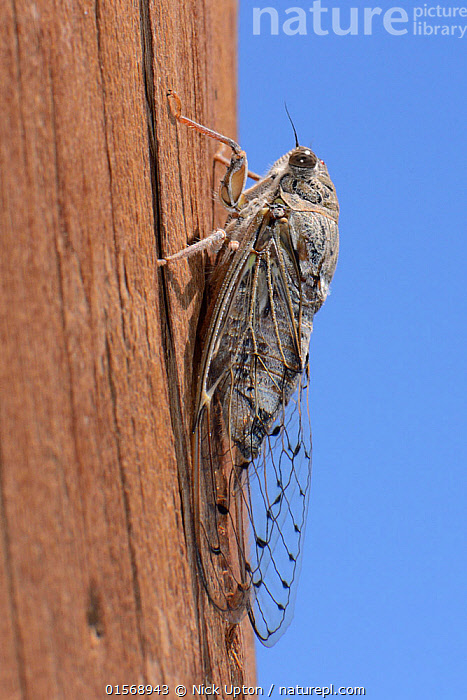 Stock photo of Cretan cicada (Cicada cretensis) on a telegraph pole ...