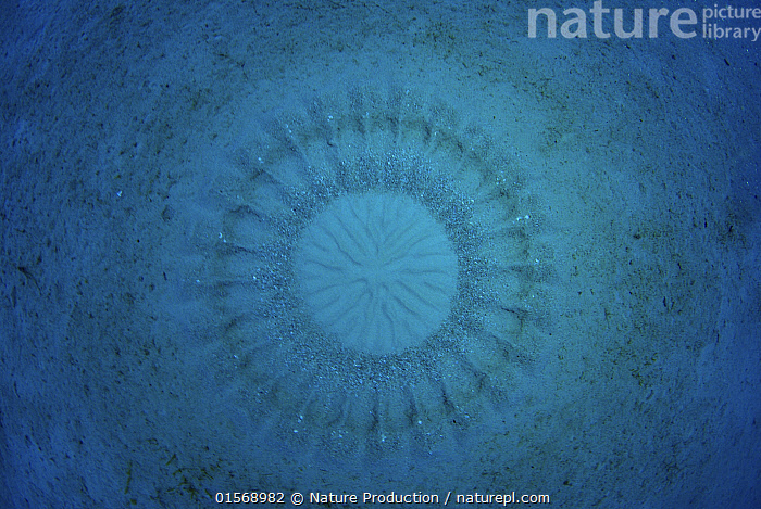 Stock photo of Large circular nest created by male White-spotted ...