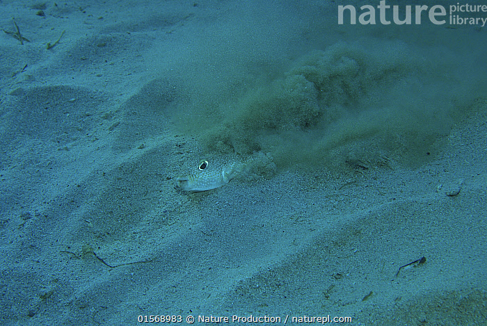 Stock photo of Nest in sand created by male White-spotted pufferfish ...