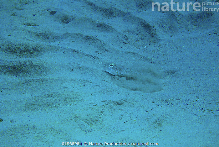Stock photo of Nest created by male White-spotted pufferfish ...