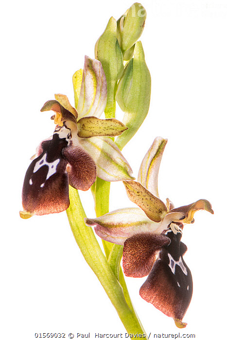 Stock photo of Reinhold's ophrys orchid (Ophrys reinholdii) Peloponnese ...