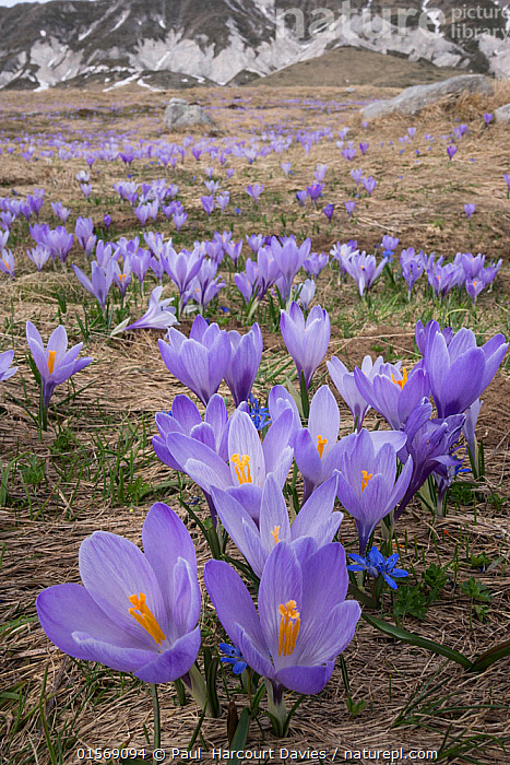 Stock photo of Spring Crocus (Crocus vernus) on the Campo Imperatore ...