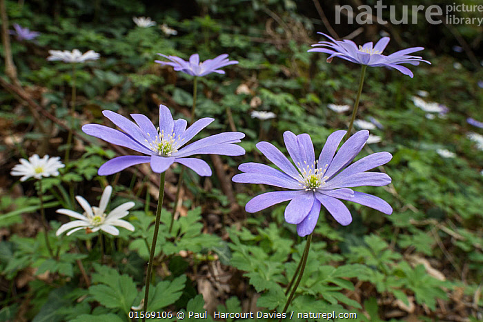 Stock photo of Apennine anemone (Anemone apennina) flowers, Mte Pegial ...