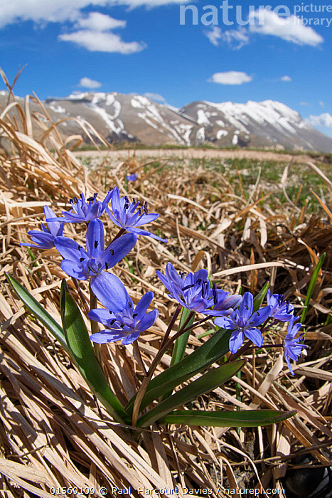 Stock photo of Alpine squill (Scilla bifolia) Gran sasso, Abruzzo ...