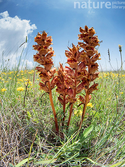 Stock photo of Thyme broomrape (Orobanche alba) parasitising common ...