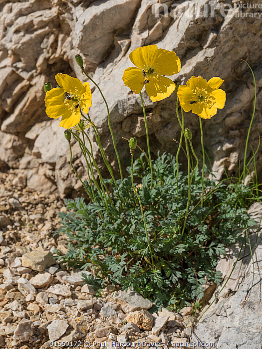 Stock photo of Rhaetian poppy (Papaver rhaeticum) Cortina, Dolomites ...