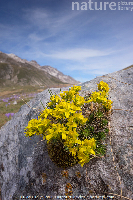 Stock photo of Yellow whitlow grass (Draba aizoides) at Pennard castle ...