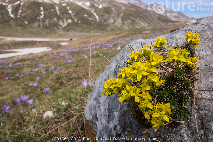 Stock photo of Yellow whitlow grass (Draba aizoides) at Pennard castle ...