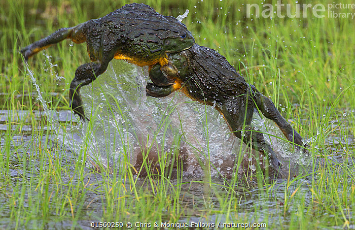 Stock photo of African giant bullfrog (Pyxicephalus adspersus) males ...