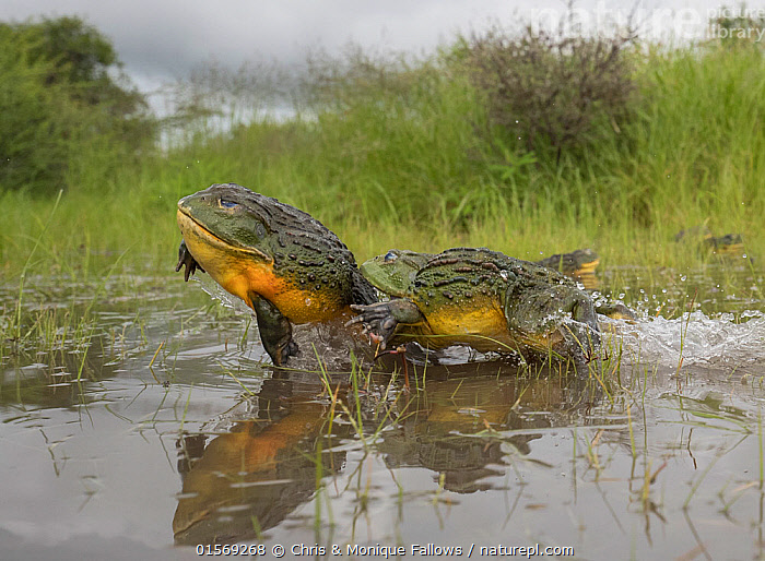 Stock photo of African giant bullfrog (Pyxicephalus adspersus) males ...