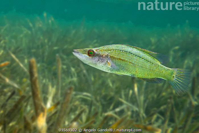 Stock photo of Pointed-snout wrasse (Symphodus rostratus) in Neptune ...