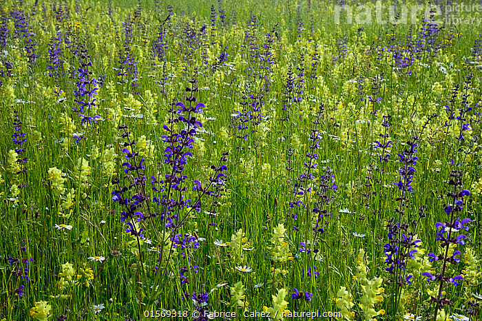 Stock photo of Flower meadow with Meadow clary (Salvia pratensis ...