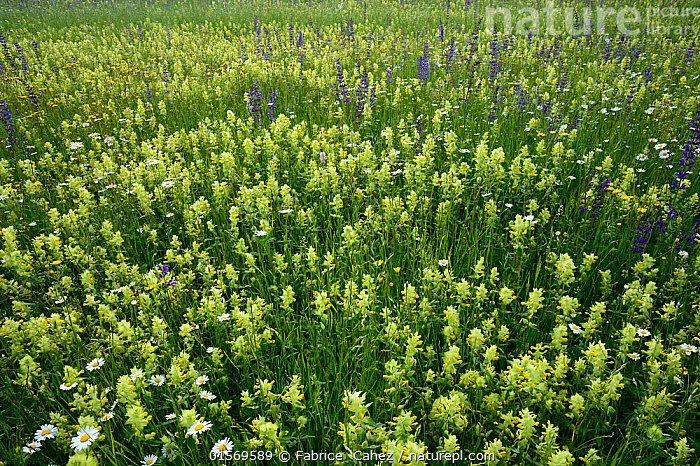 Stock photo of Meadow with flowers of Meadow clary (Salvia pratensis ...