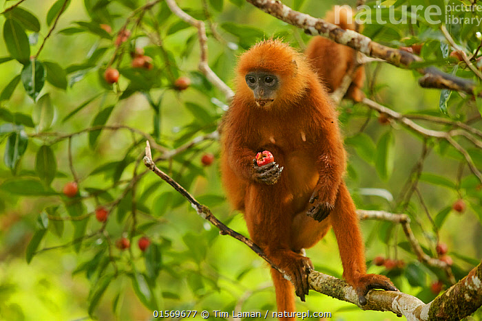 Stock photo of Red leaf monkey (Presbytis rubicunda) female feeding on ...