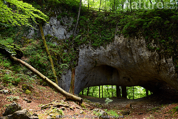 Stock photo of Karst Bridge, a natural limestone arch from, Cretaceous ...
