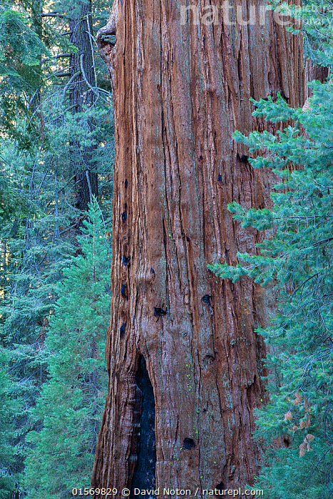 Stock photo of General Sherman Tree, the largest tree in the world ...