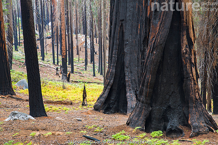 Stock photo of Giant sequoia trees (Sequoiadendron giganteum) damaged ...
