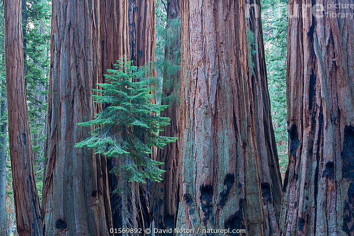 Stock photo of The House Group of Giant sequoia (Sequoiadendron ...
