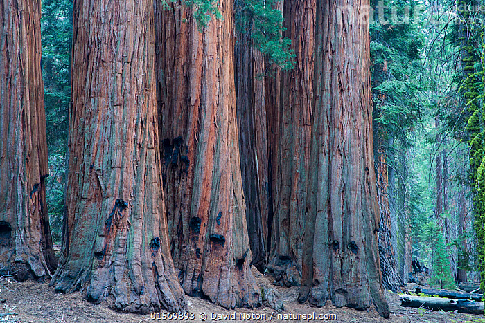 Stock photo of The House Group of Giant sequoia (Sequoiadendron ...