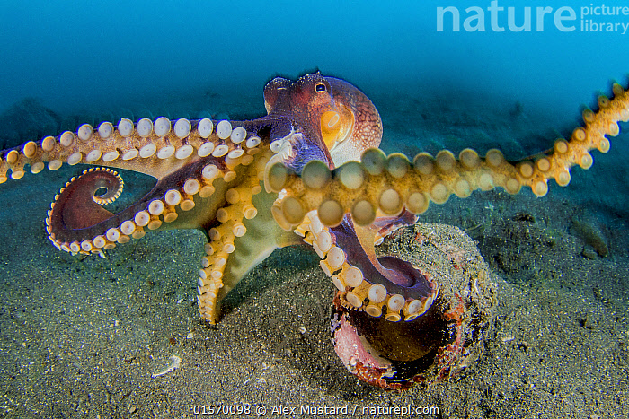 Stock photo of RF - Veined octopus (coconut octopus: Amphioctopus ...