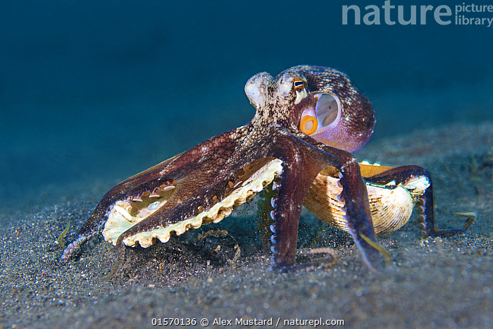 Stock photo of Veined octopus (Amphioctopus marginatus) carrying pieces ...