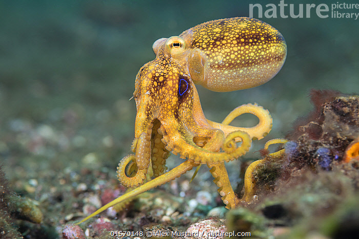 Stock photo of Mototi octopus / ocellate octopus (Amphioctopus mototi ...