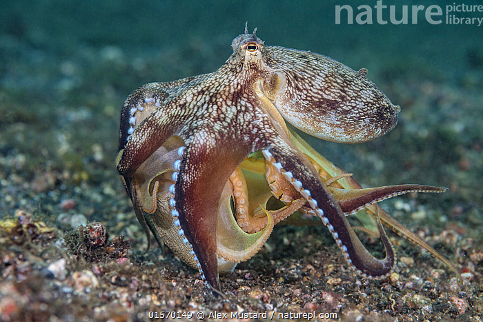 Stock photo of Veined octopus (Amphioctopus marginatus) fighting ...