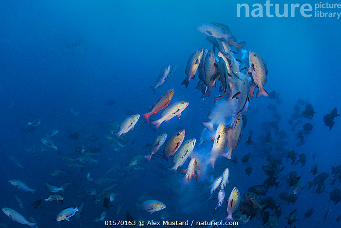 Stock photo of Bohar snappers (Lutjanus bohar) breaking up into smaller ...