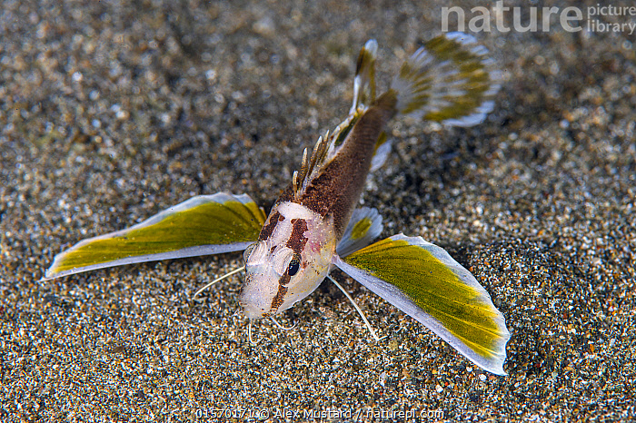Stock photo of Longfin waspfish (Apistus carinatus) with its ...