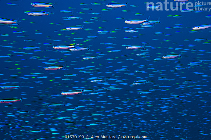 Stock photo of Fusiliers including, Neon fusilier (Pterocaesio tile ...