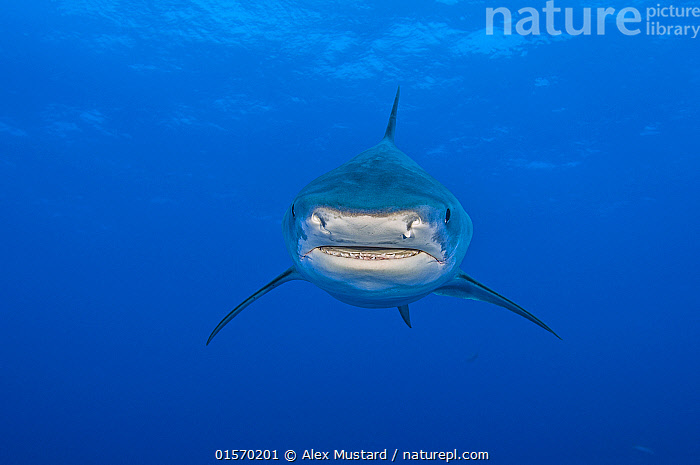 Stock photo of Tiger shark (Galeocerdo cuvier) in open water. Grand ...