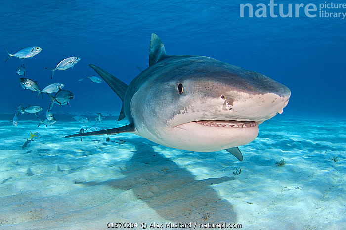 Stock photo of A large female tiger shark (Galeocerdo cuvier) in ...