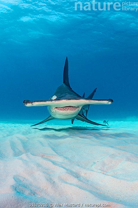 Shark In Shallow Water