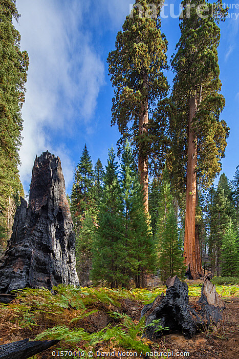 Stock photo of Scorched trunk of a Giant sequoia (Sequoiadendron ...