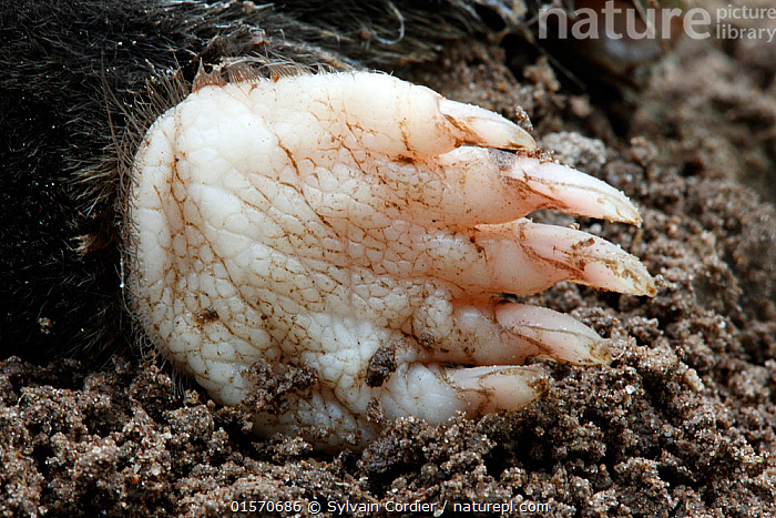 Stock photo of European mole (Talpa europaea) in garden, close up of ...