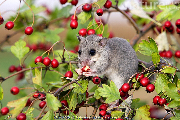 Stock photo of Fat dormouse (Myoxus glis) eating fruit of English ...