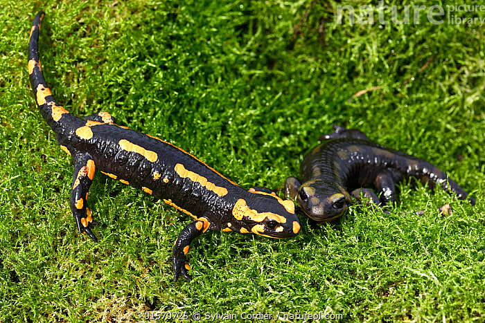 Stock photo of Barred fire salamander (Salamandra salamandra terrestris ...