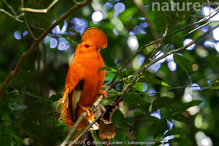 Stock photo of Guianan Cock-of-the-rock (Rupicola rupicola), courtship ...