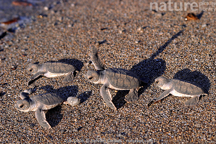 Stock photo of Green turtle (Chelonia mydas) hatchlings travelling to ...
