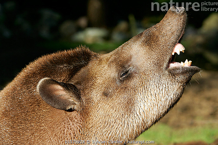 Stock photo of South American tapir (Tapirus terrestris) close up of ...
